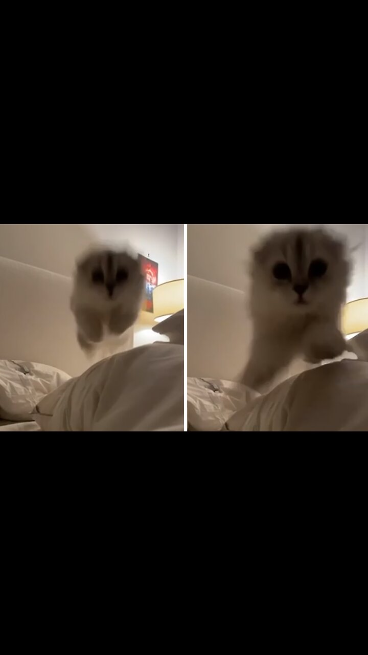 Playful Kitty Steals The Show With Adorable Jump At Camera
