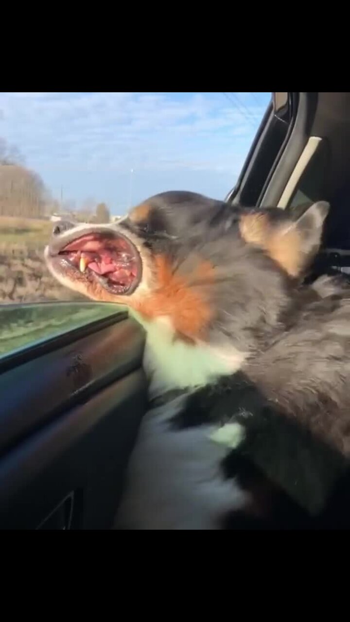 Puppy's cheeks flap in the wind during car ride