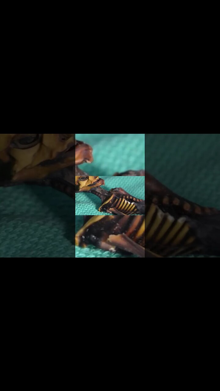 Meet the Bizarre Alien Species Discovered in the Atacama Desert!