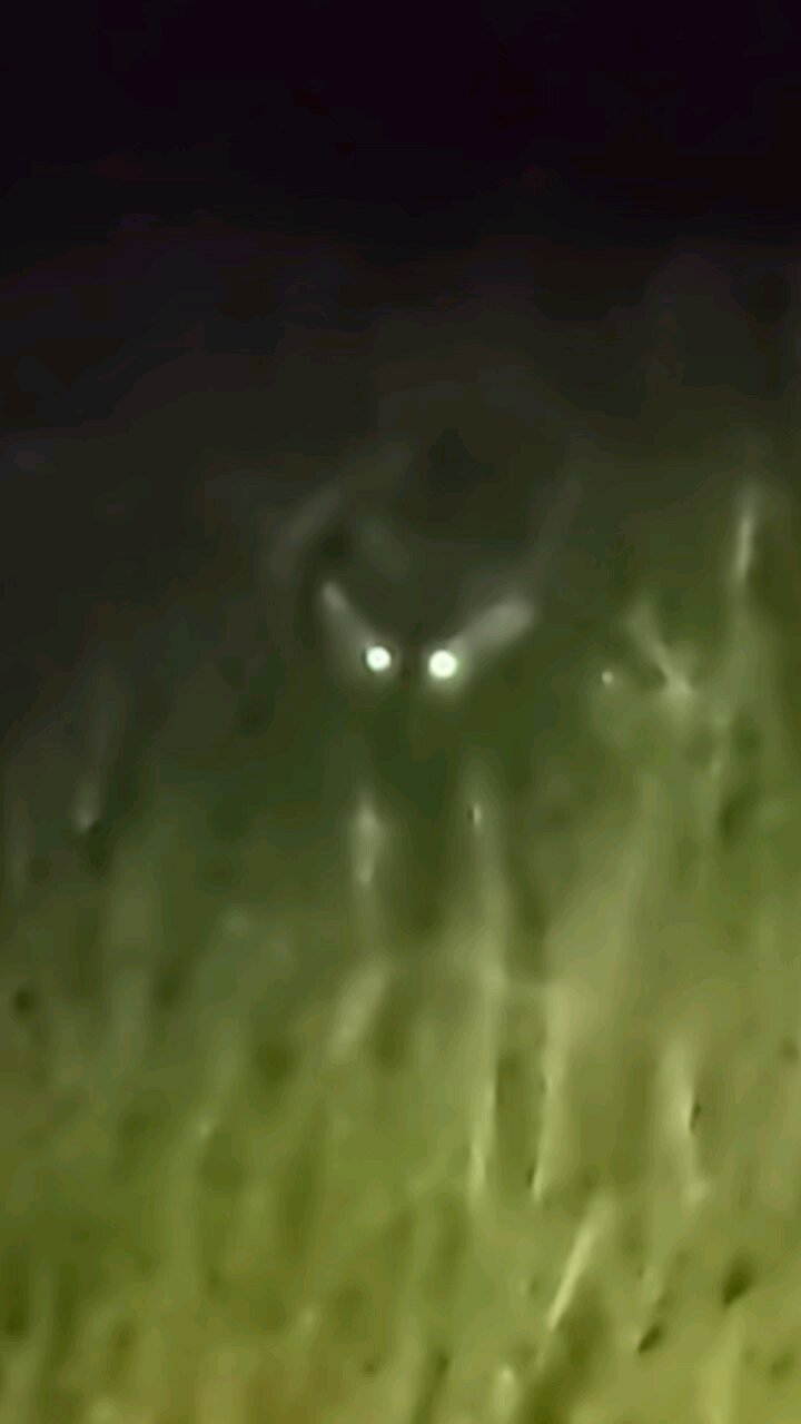 "WE SEE YOU!
