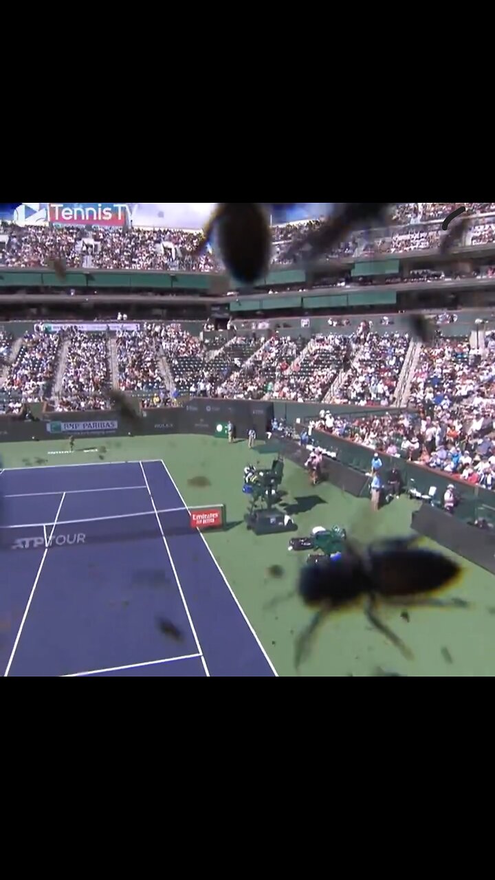 Insane! Swarm of Bees Suspends Tennis Match