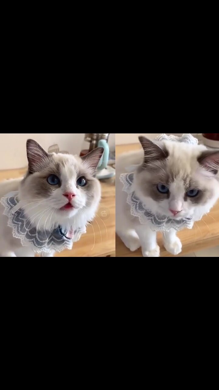 when baby crying chek the reaction of cute Cat😀