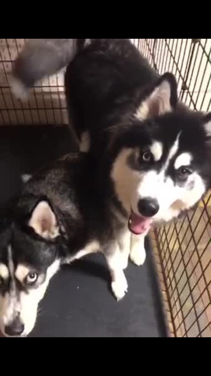 Guilty husky tries to blame other dog for mess