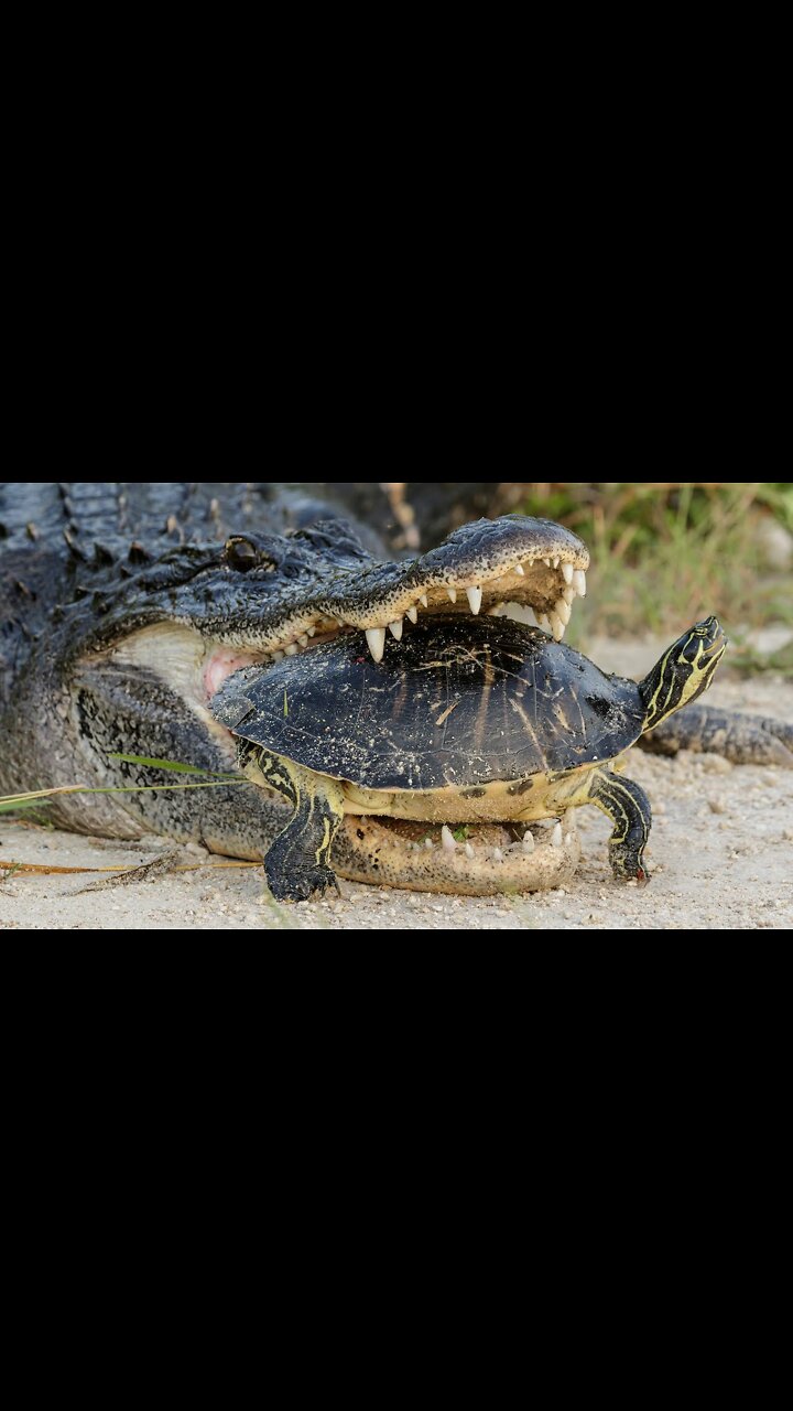 Alligator Attempting To Eat A Turtle