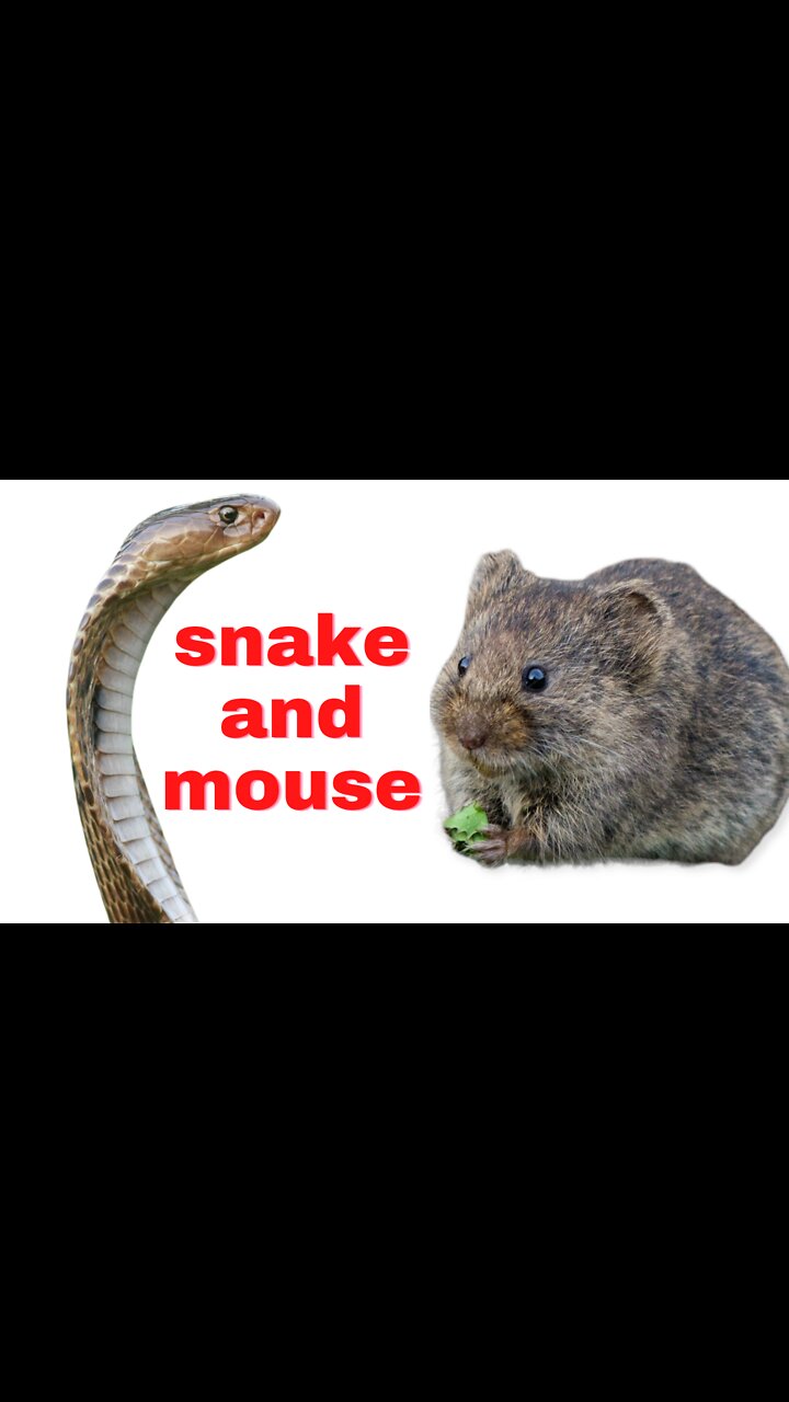 snake and mouse