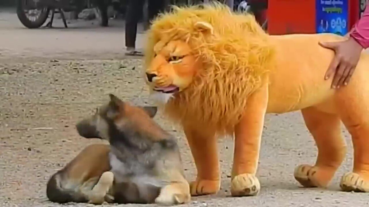 Troll Prank Dog Funny ^ fake Lion and Fake Tiger Prank To dog ^Huge Box ...