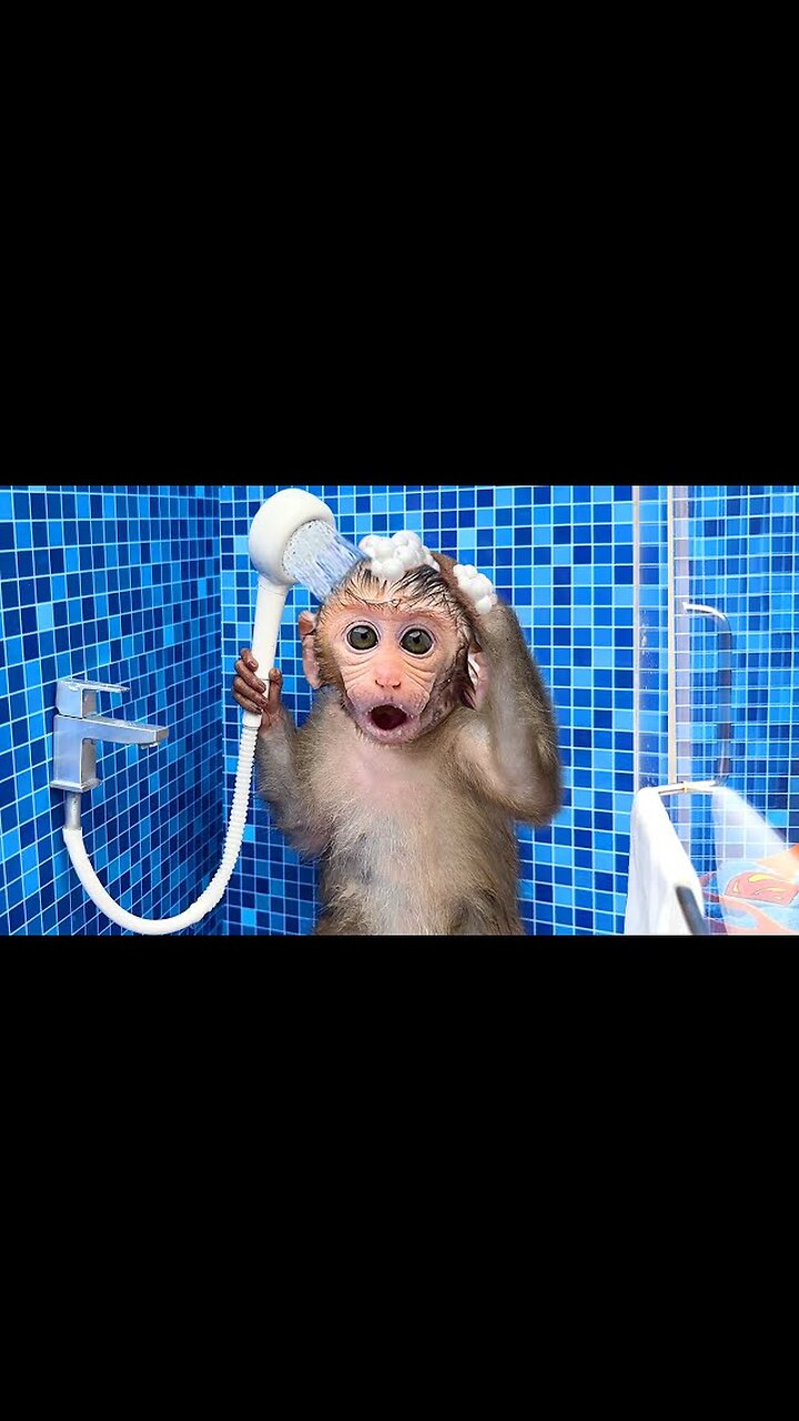 Monkey Baby Bon Bon oes to the toilet and plays with Ducklings in the ...
