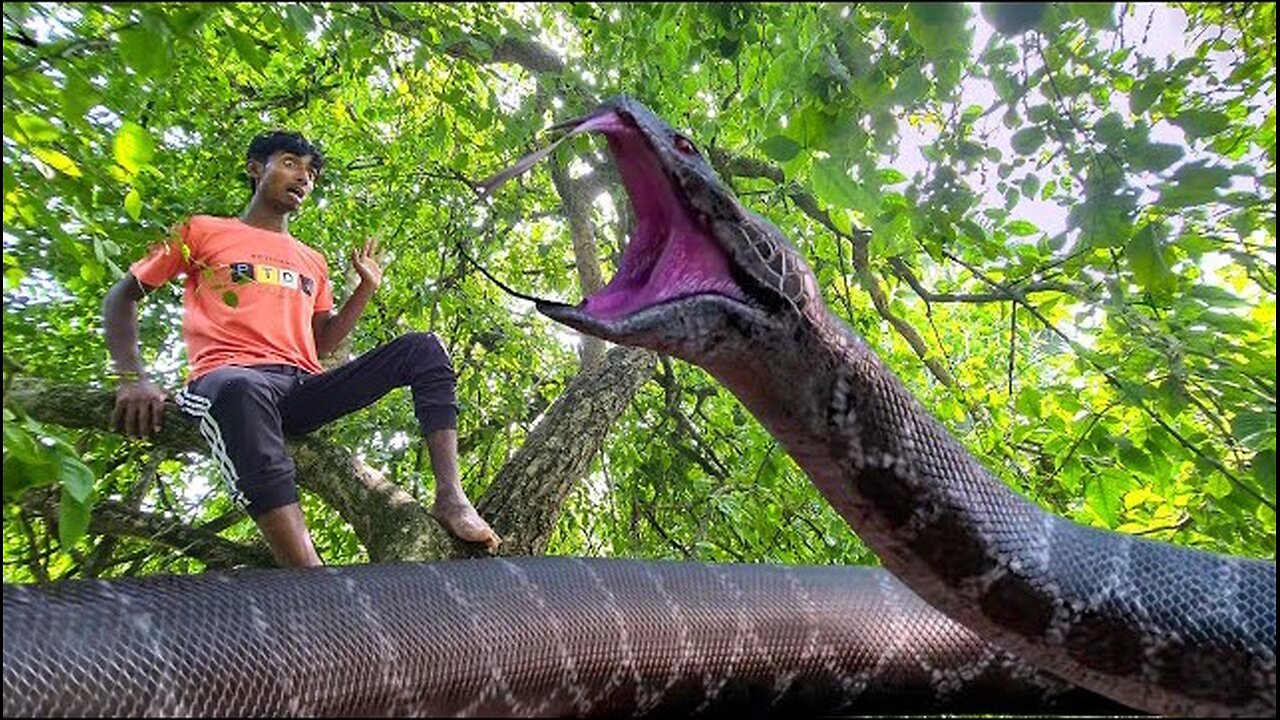 Anaconda Snake Attack On Travel Village Boy In Forest | Part 2