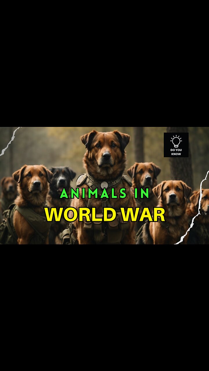 Hidden 😯 world War facts