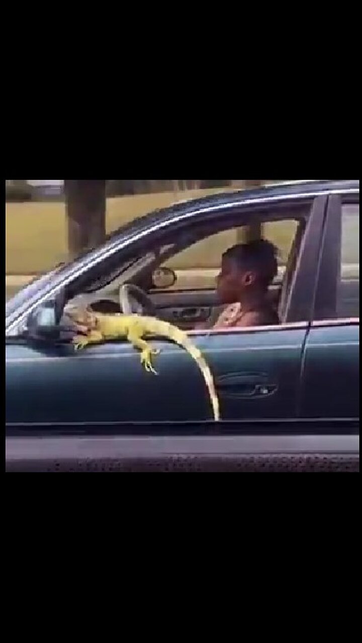 The lizards love going for a ride in her car