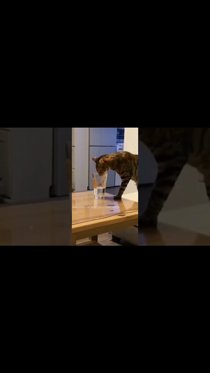 #funny 🤣Funny Cat Fails _ Try Not To Laugh #shorts