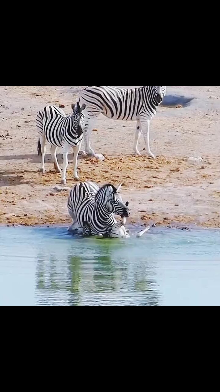 Lion eat zebra baby 😭 #animal #zebra # lion