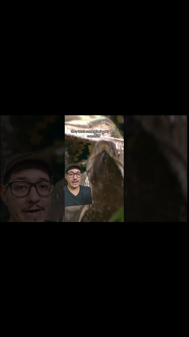 What's the difference between boas and pythons?