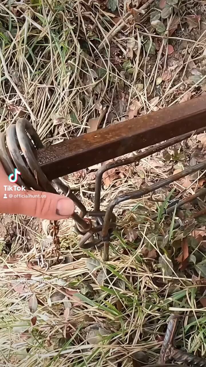 How to set a conibear for beaver