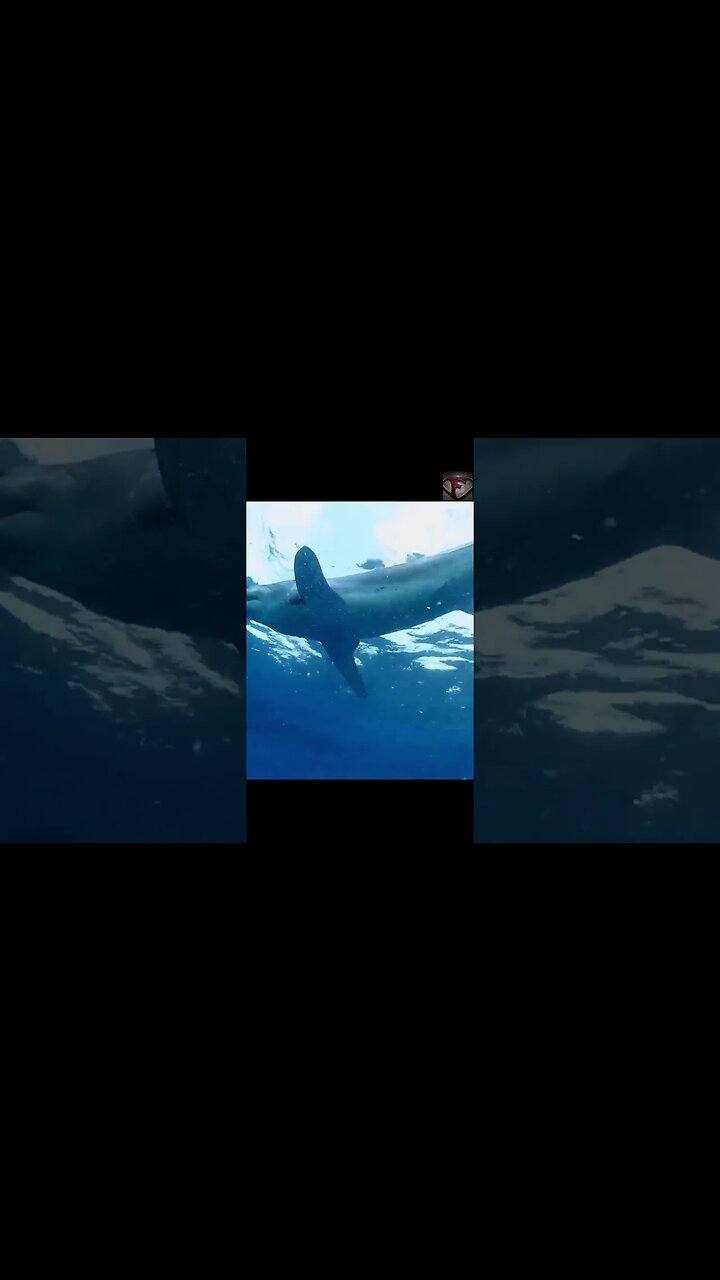 The Shortfin Mako Shark Facts #shorts #amazingfacts #animals #shark