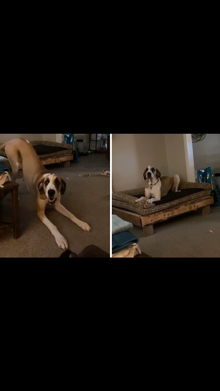 Sassy Great Dane Delights With Hilarious 'Talking Back' Antics