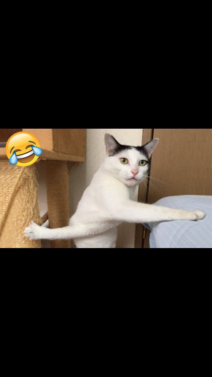 Funniest Cats and Dogs 🐶🐱 | Funny Animal Videos #38