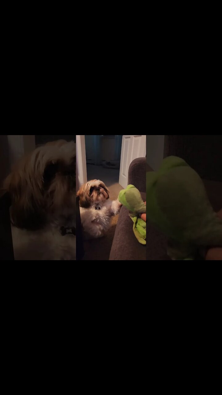 Gizmo ain't afraid of no zombies! #jetsonwhite