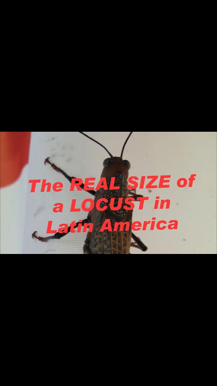 SEE THE ACTUAL SIZE OF A LATIN AMERICAN LOCUST
