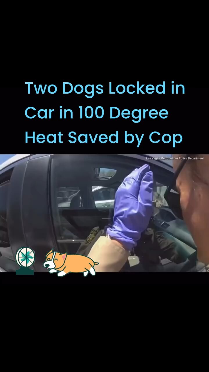 Two Dogs Locked in Car in 100 Degree Heat Saved by Cop #lioneyenews # ...