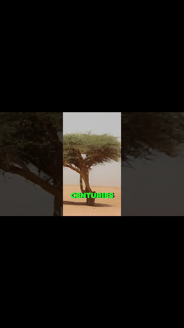 The Sad Story of the Tree of Tenere in the SAHARA DESERT! #shorts