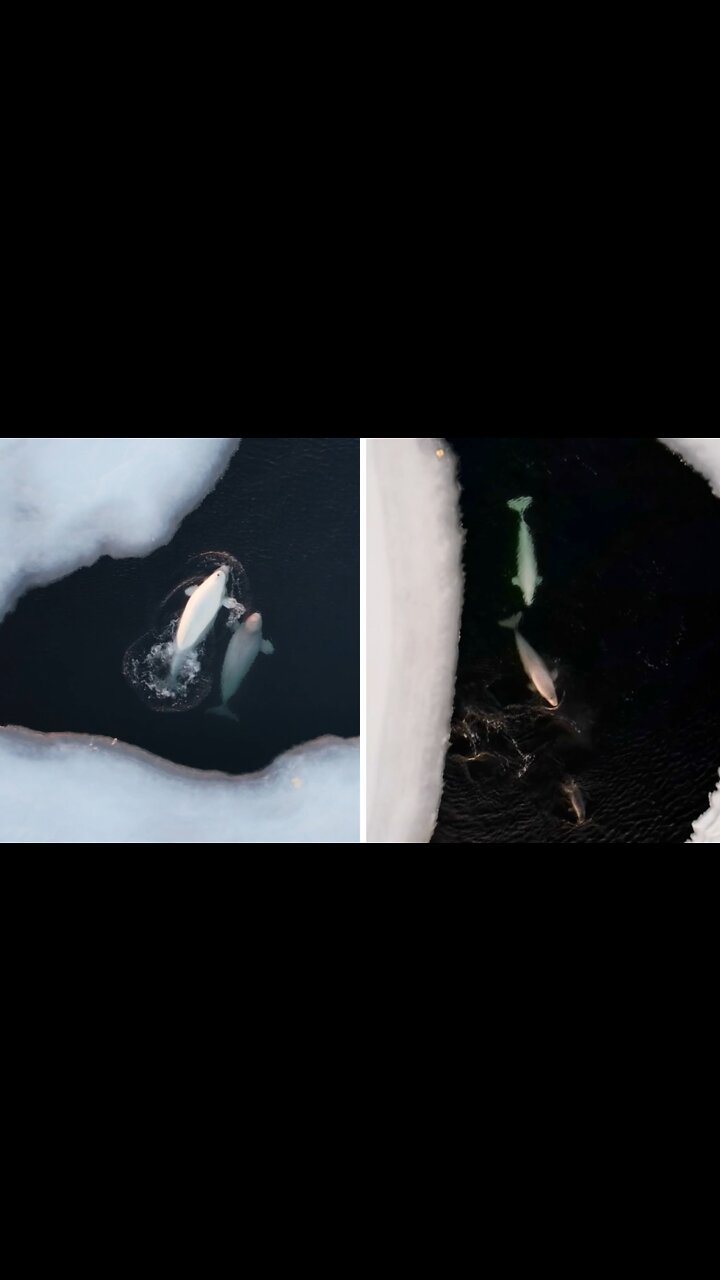 Beluga whales create thaw patch for themselves to breathe