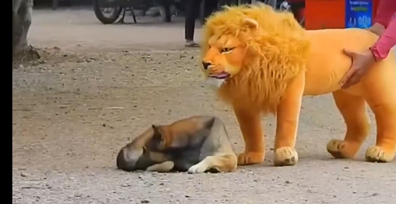Troll Prank Dog Funny & fake Lion and Fake Tiger Prank To dog & Huge ...