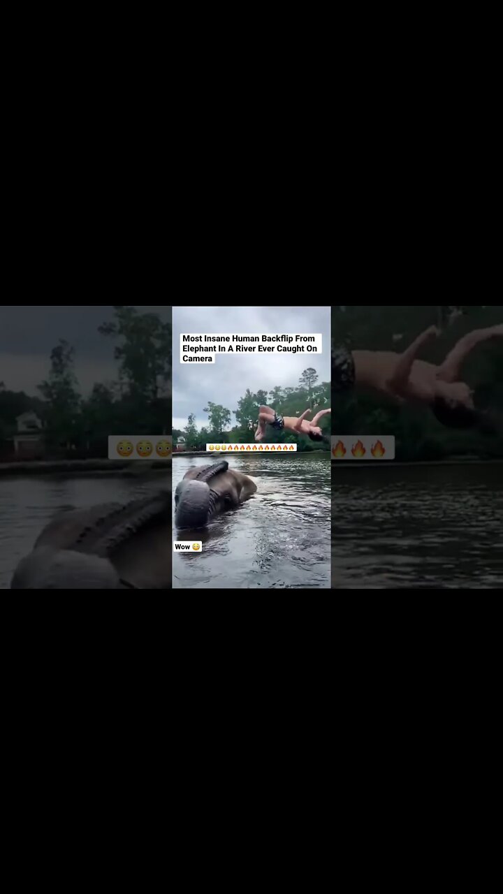 Most Insane Human Backflip From Elephant In A River Ever Caught On ...