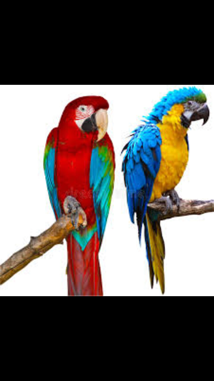 Talking parrote, horse mimicries cute Bird parrot