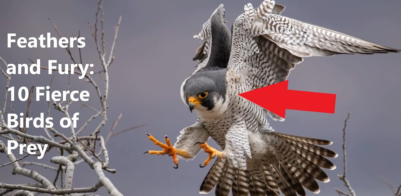 Feathers and Fury: 10 Fierce Birds of Prey