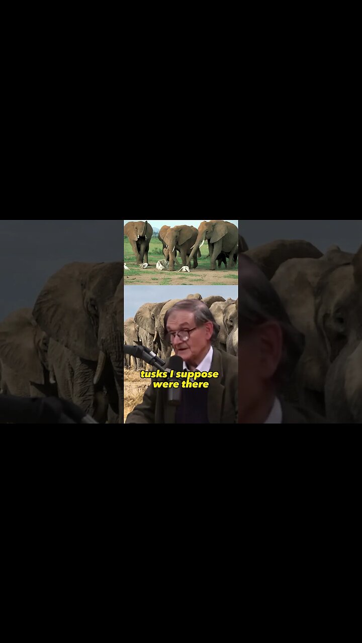 The Emotional Intelligence of Elephants - Joe Rogan and Roger Penrose # ...