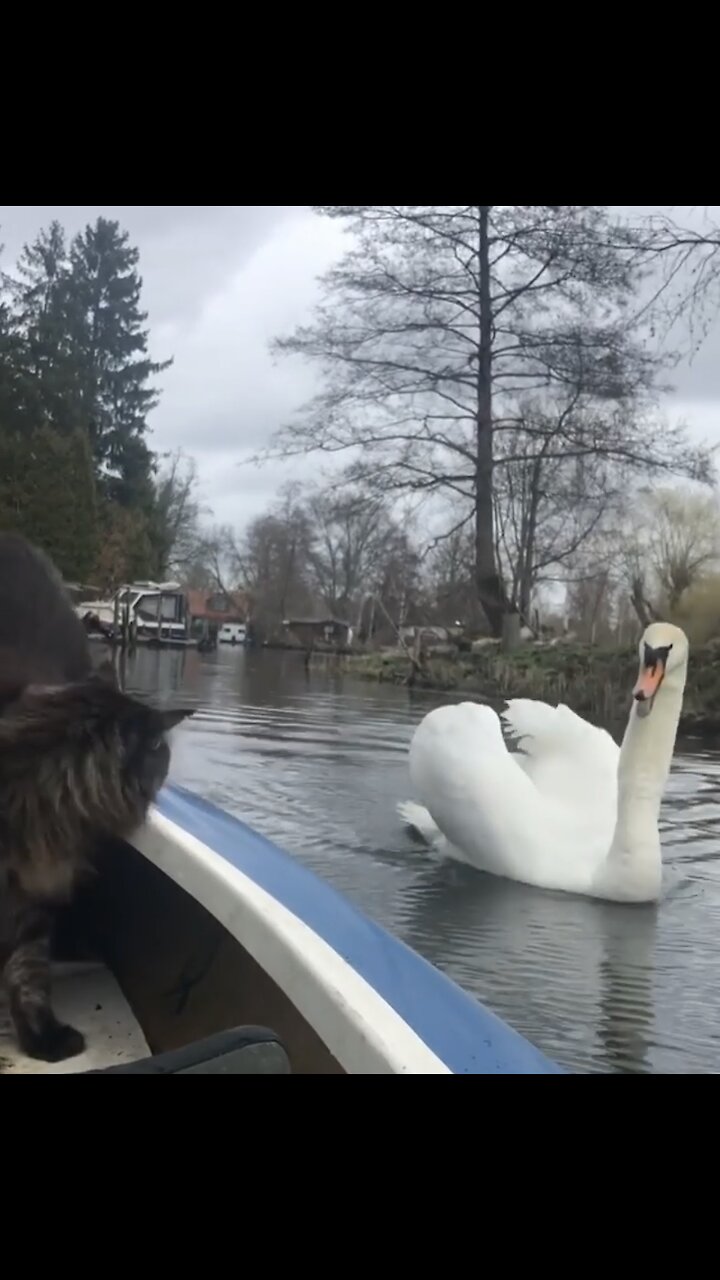 Watch A Swan Try To Make Contact With A Cat In A Boat