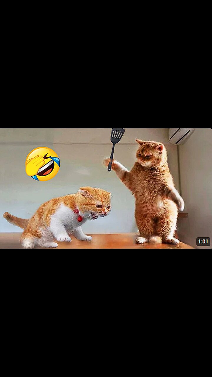 Funniest Animals 2023 😂 New Funny Cats and Dogs Videos 😻🐶 Part 1