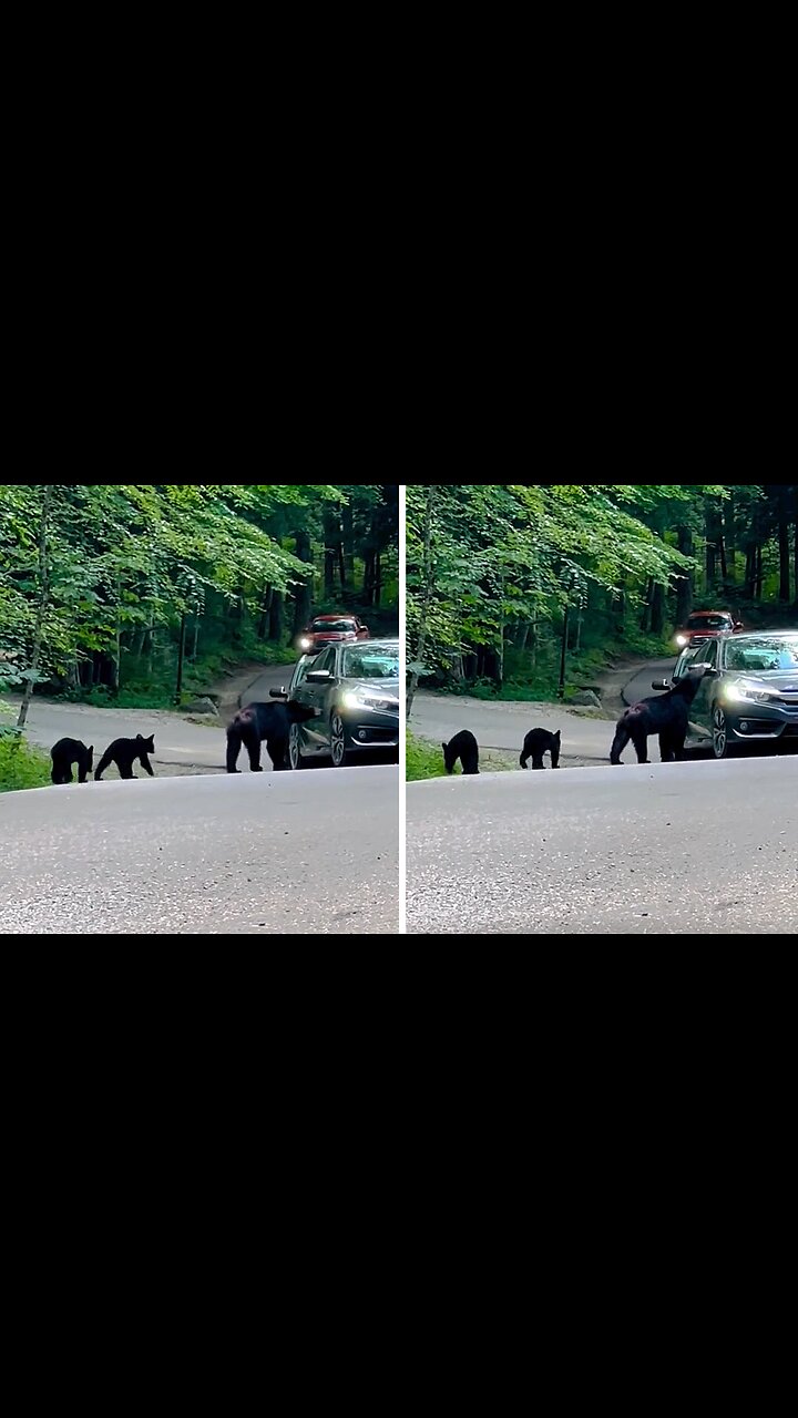 Curious Mama Bear & Cubs Wander Up To Cars In Smoky Mountains