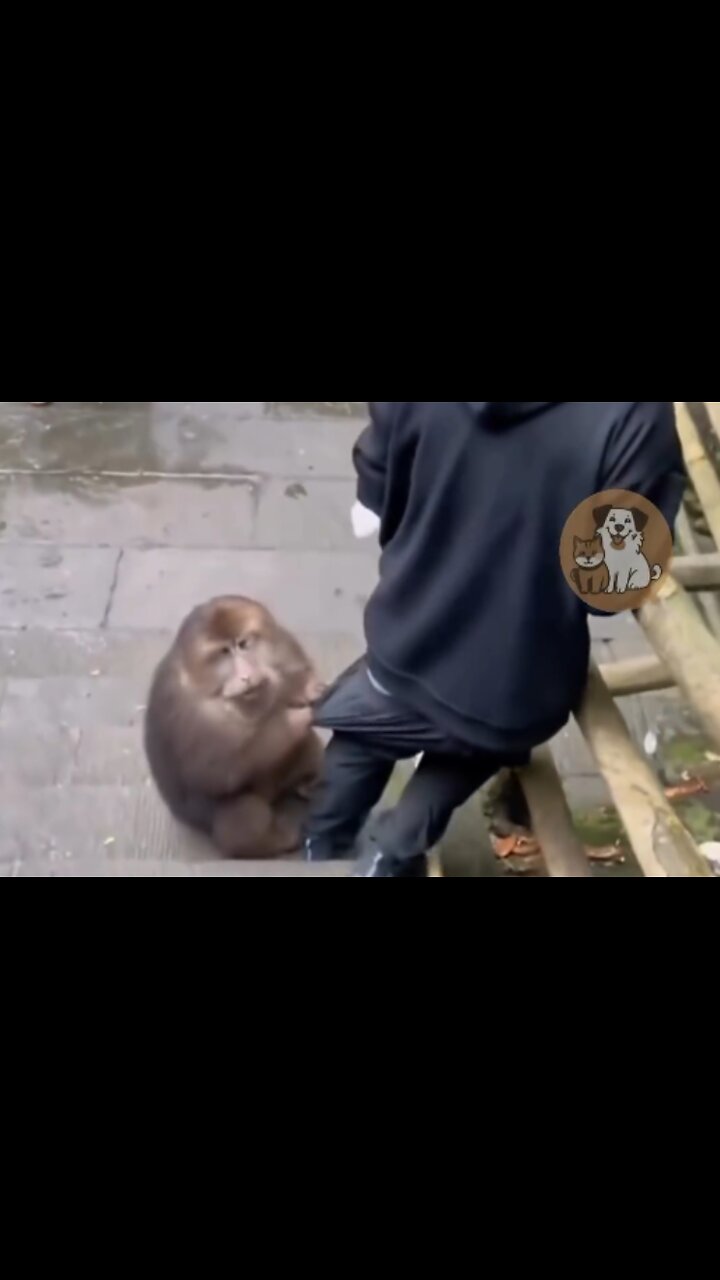 Cheeky Monkeys Gone Wild- Food Thief Edition