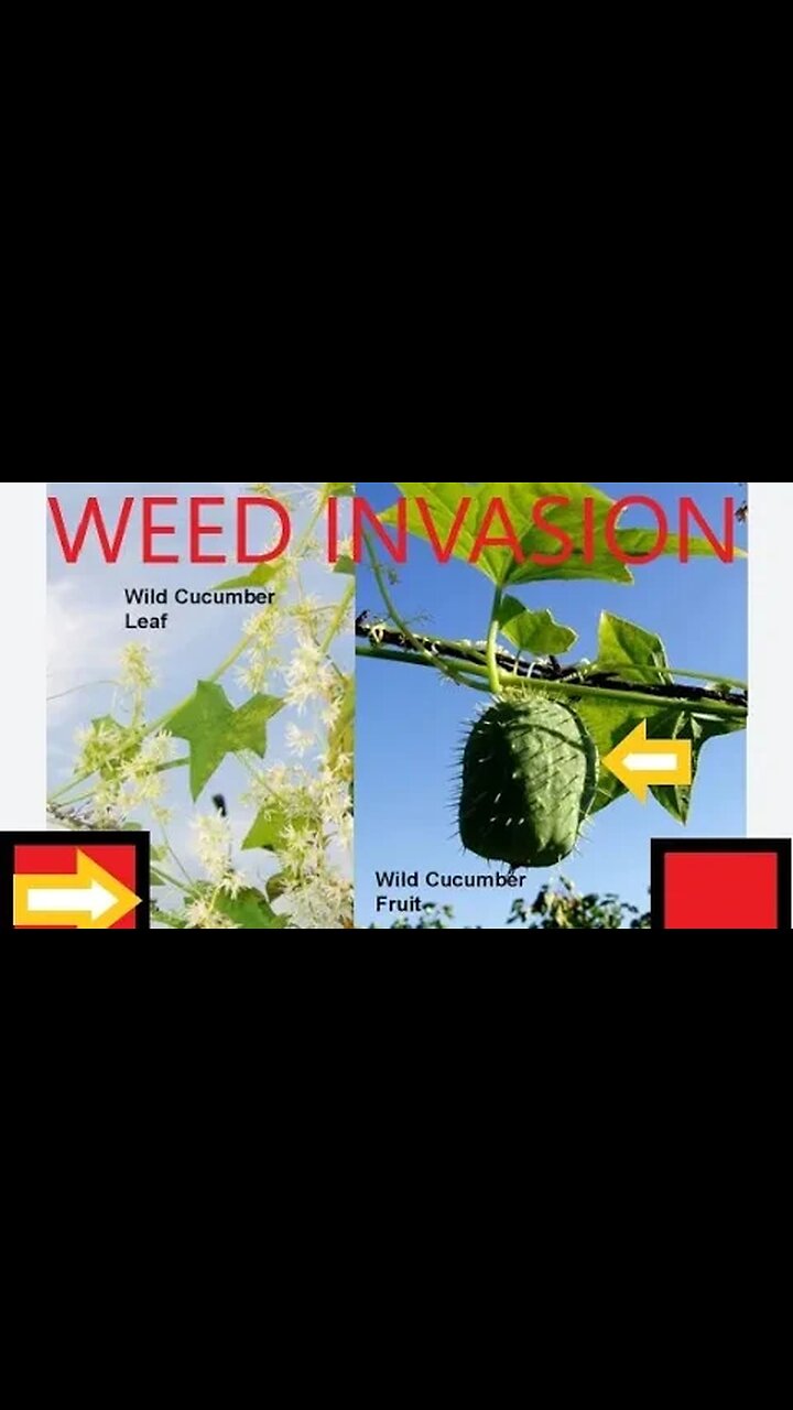 Weed Invasion Wild Cucumber Weed Regenerative Farming | How To Protect ...