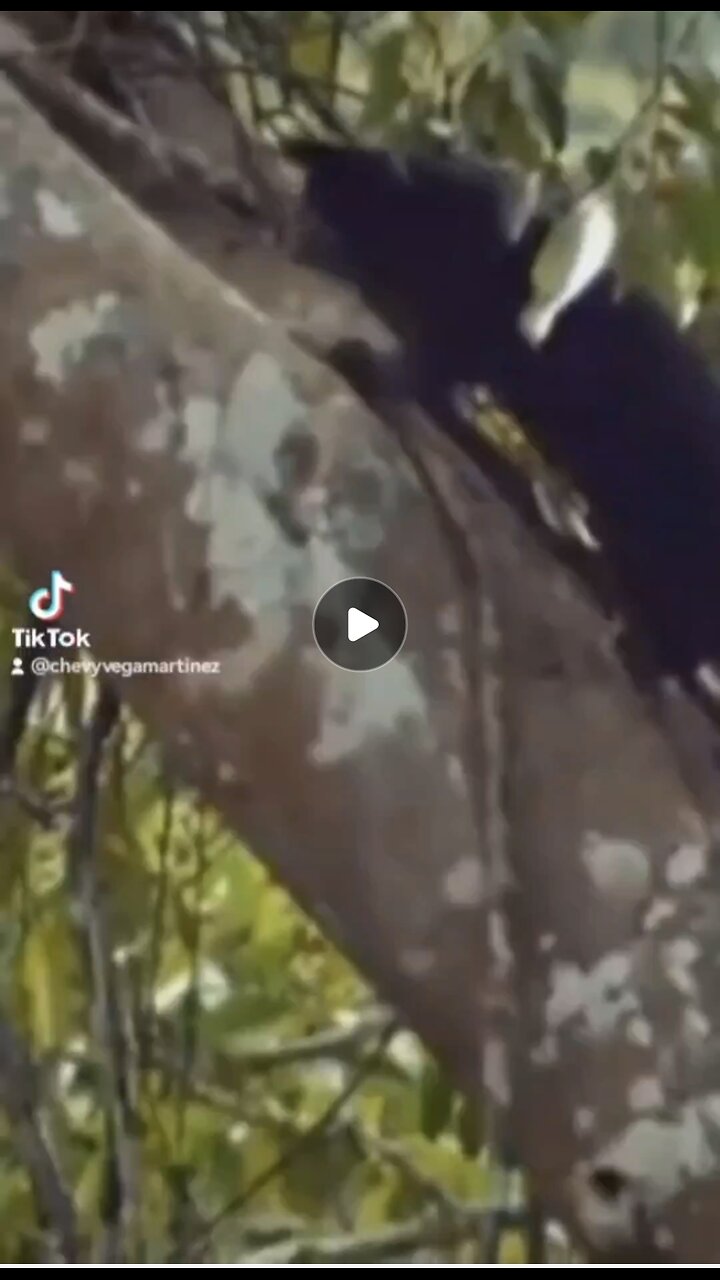 El manturón (Arctictis binturong), también conocido como binturong o ...