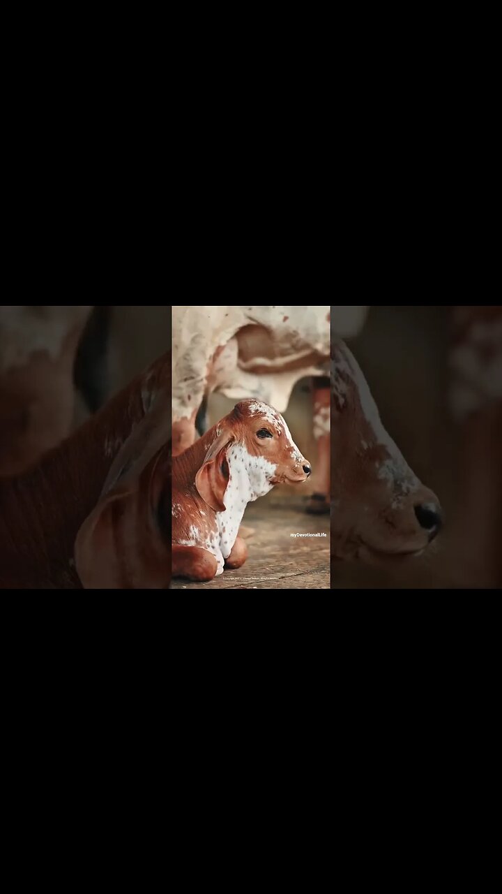 Gau Mata #gaumata #devotional #mahadev #temple #shorts