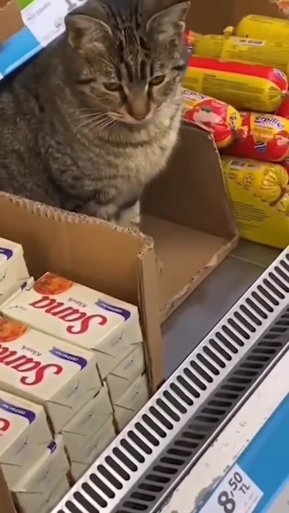 Funny Cat Memes Compilation