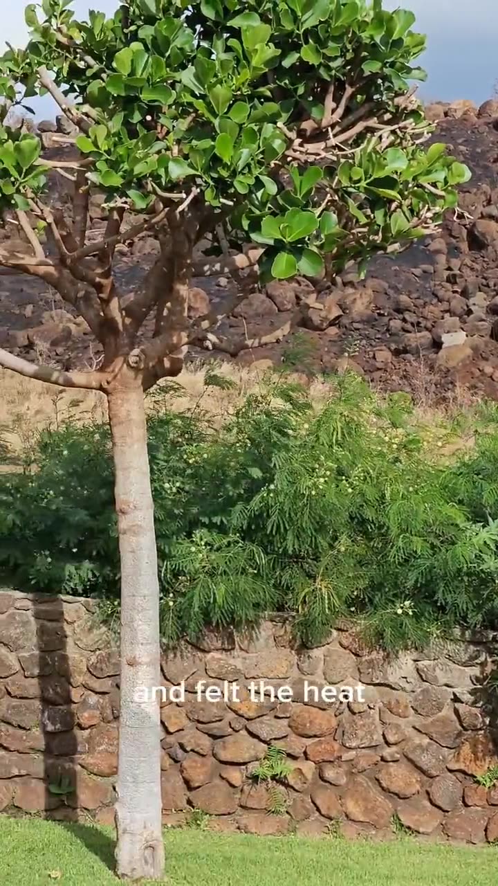 The sirens were sounded for the Kaanapali fire, but not for the Lahaina ...