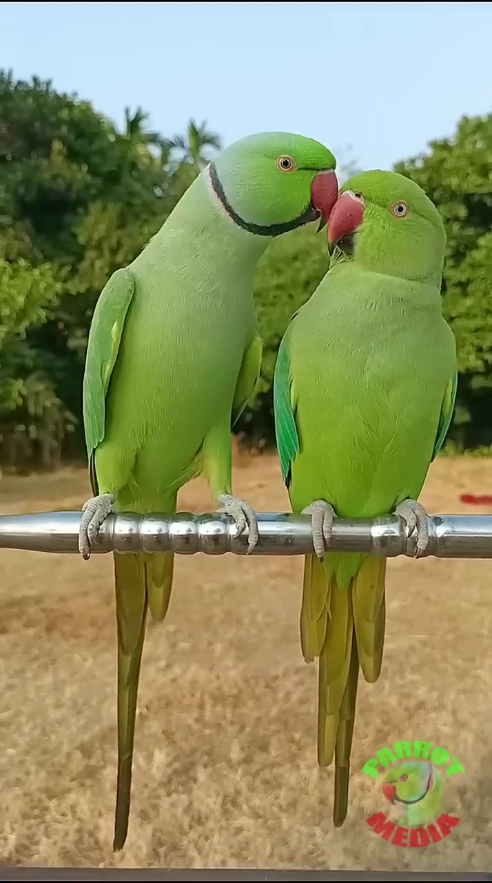 Indian Talking Parrot