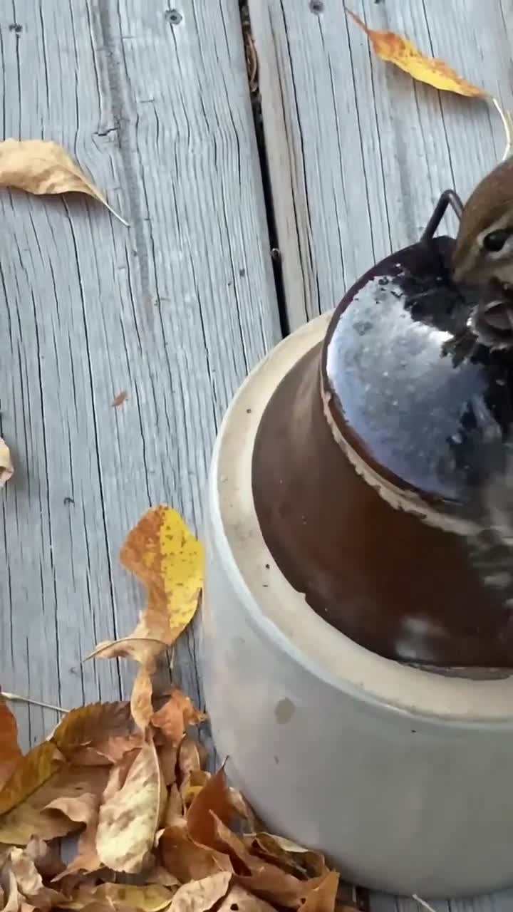 Smart Chipmunk Opens Crock Containing Peanuts