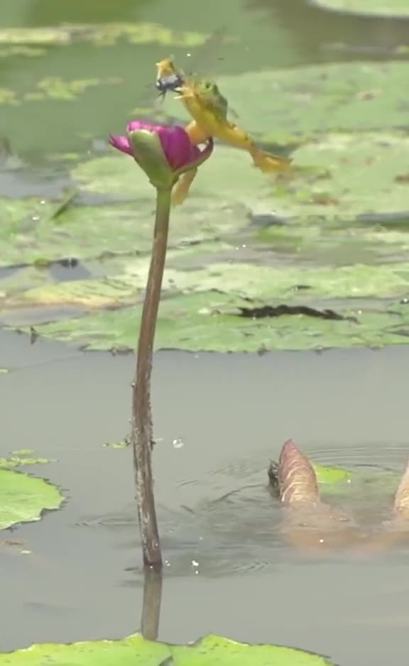 Frog haunting insects