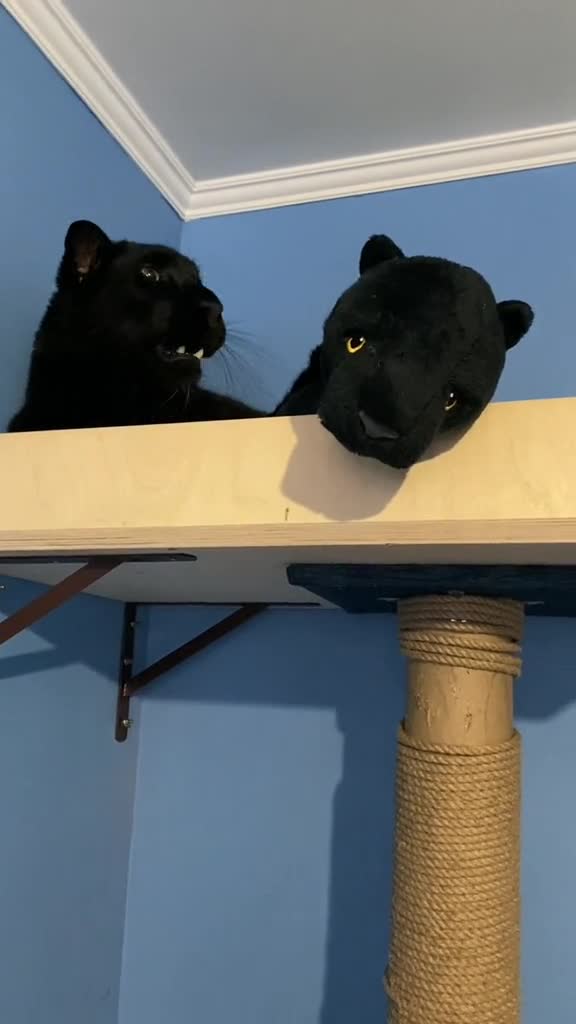 Two panthers