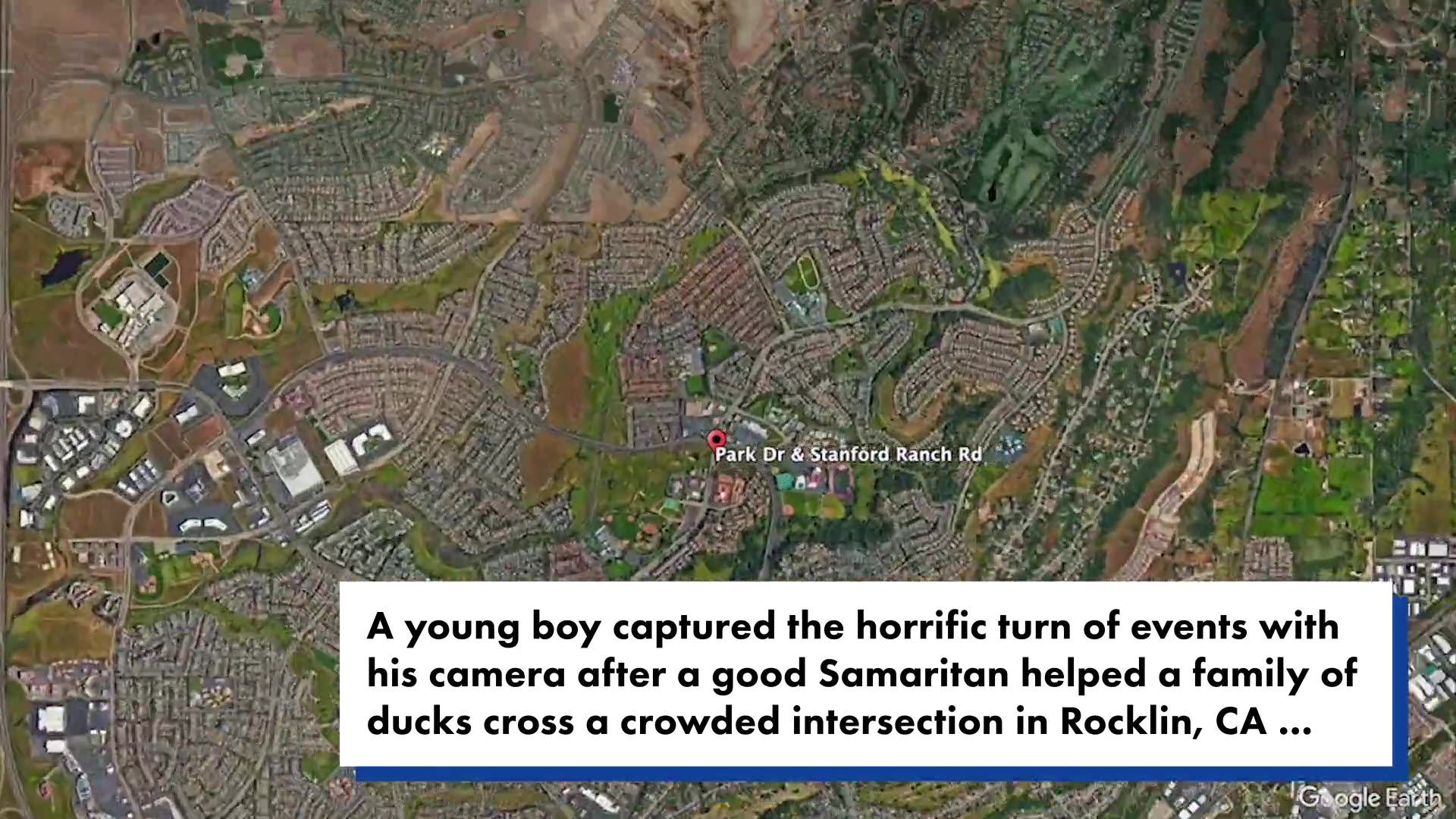 "Cheered by Onlookers, Good Samaritan Tragically Killed Helping Ducks ...