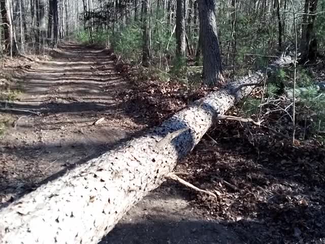 Cutting down a trifecta set of tree's "Part Three"