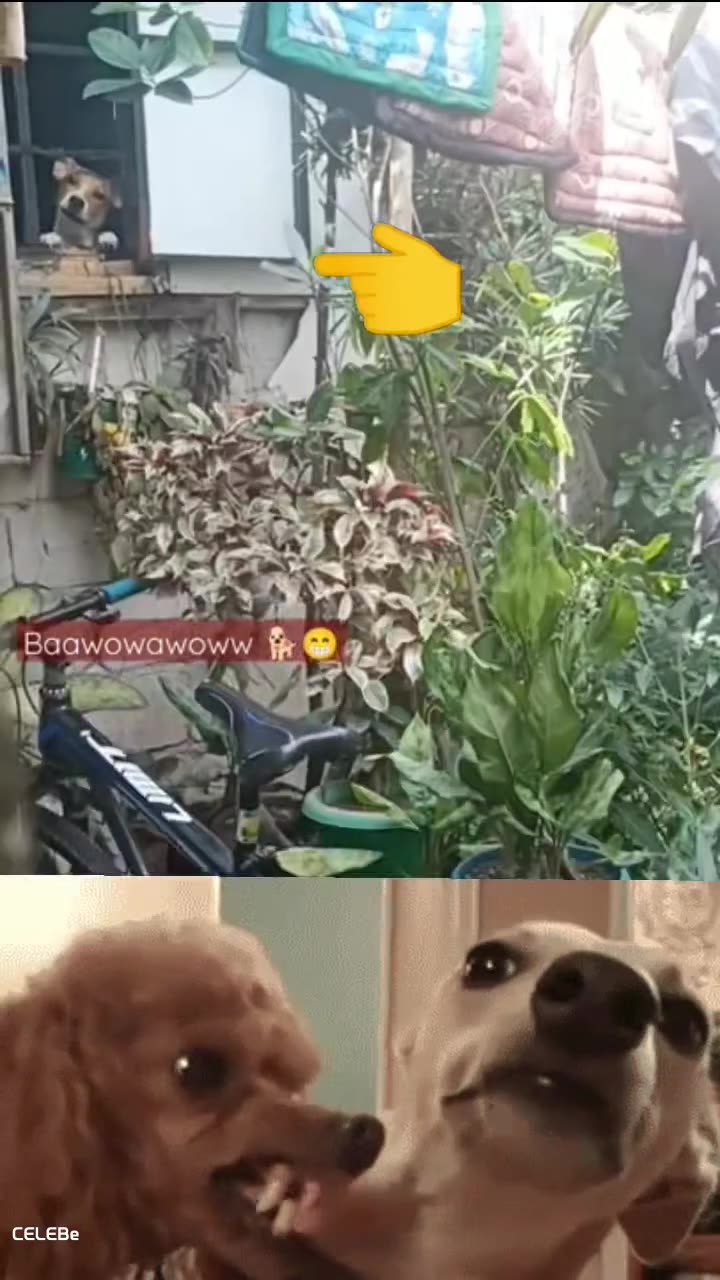 Kaibigan Kong Doggy