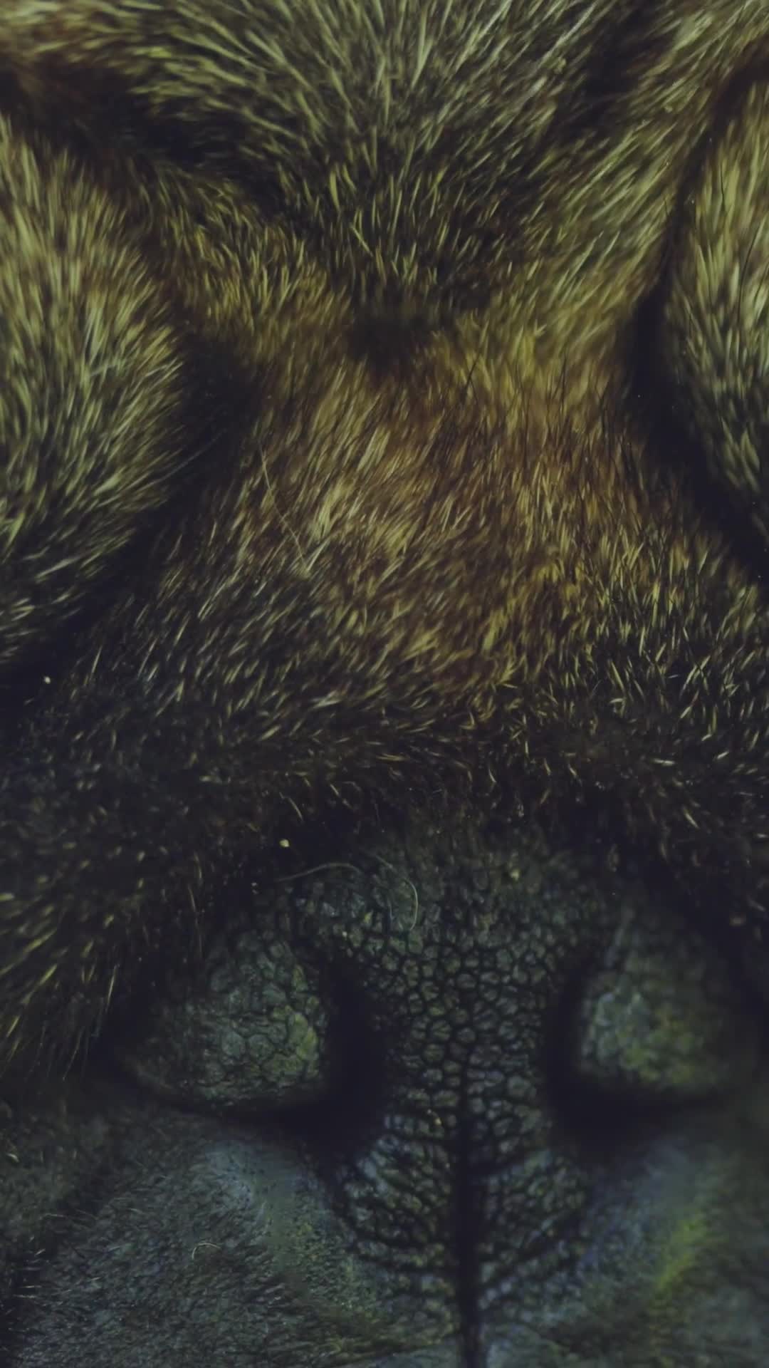 DUAS CURIOSIDADES SOBRE PUG