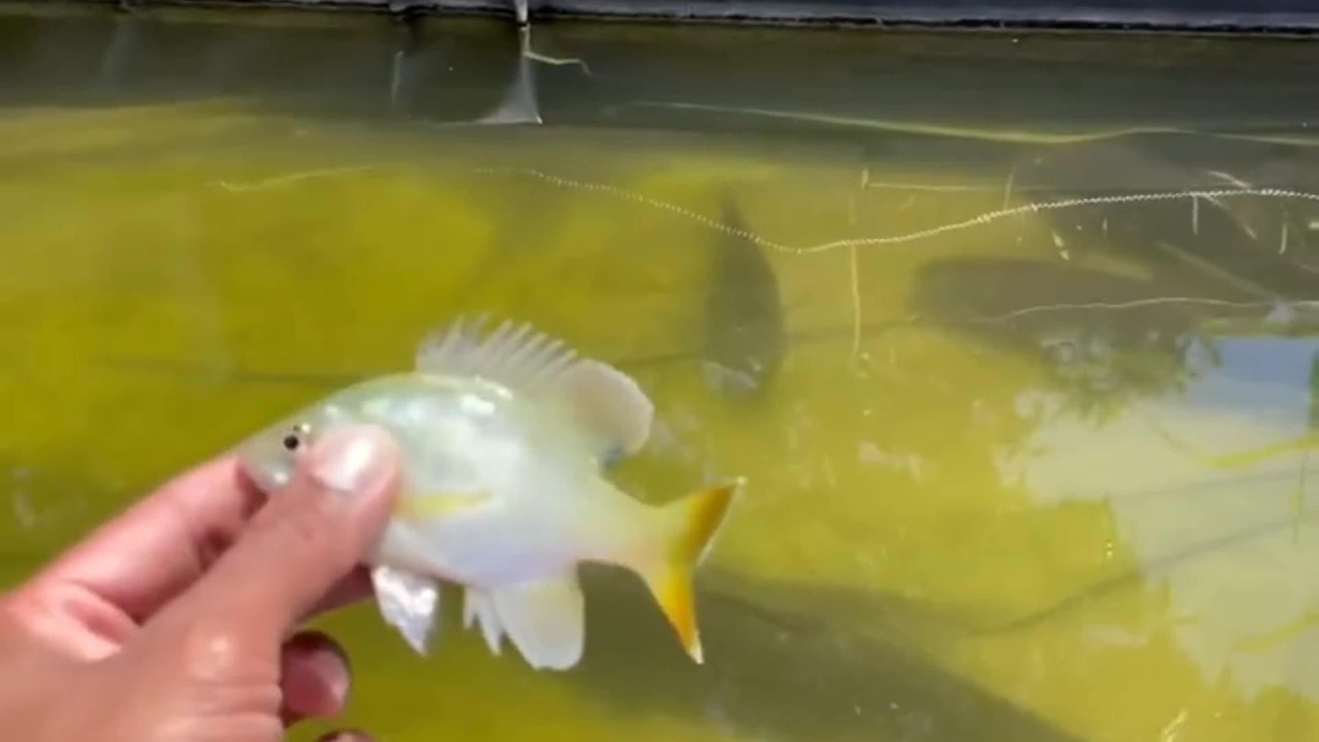 WORLD's FASTEST Freshwater FISH!