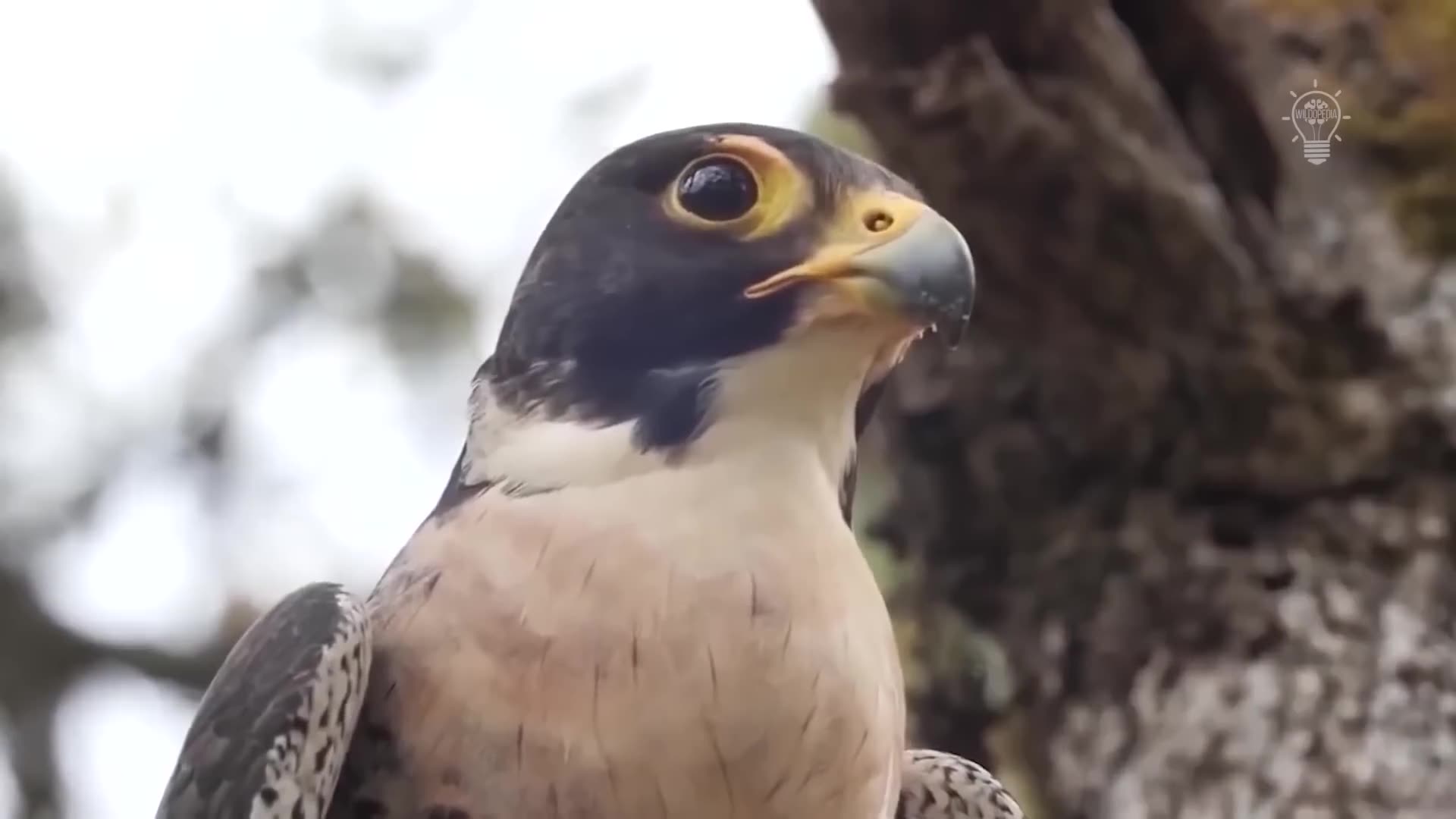 PEREGRINE FALCON - Bird Slayer and Dive master! The Fastest Animal on ...